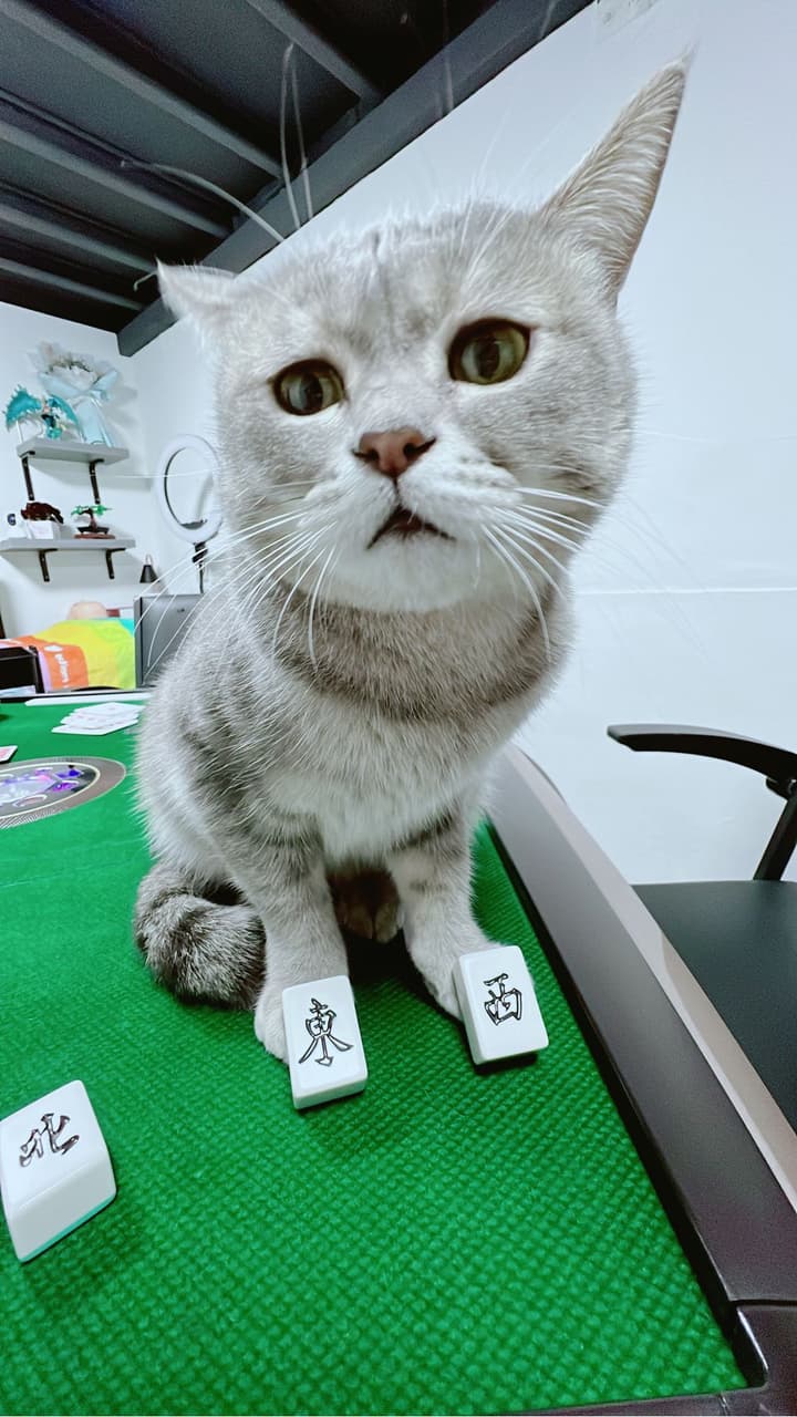 躺在客人腿上的貓 - 搗灰的娘親 (@mm951113) | Dcard