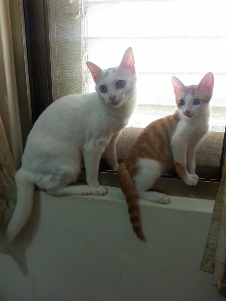 #更#圖 #貓 小屁貓的由來 - B53 留言 | Dcard