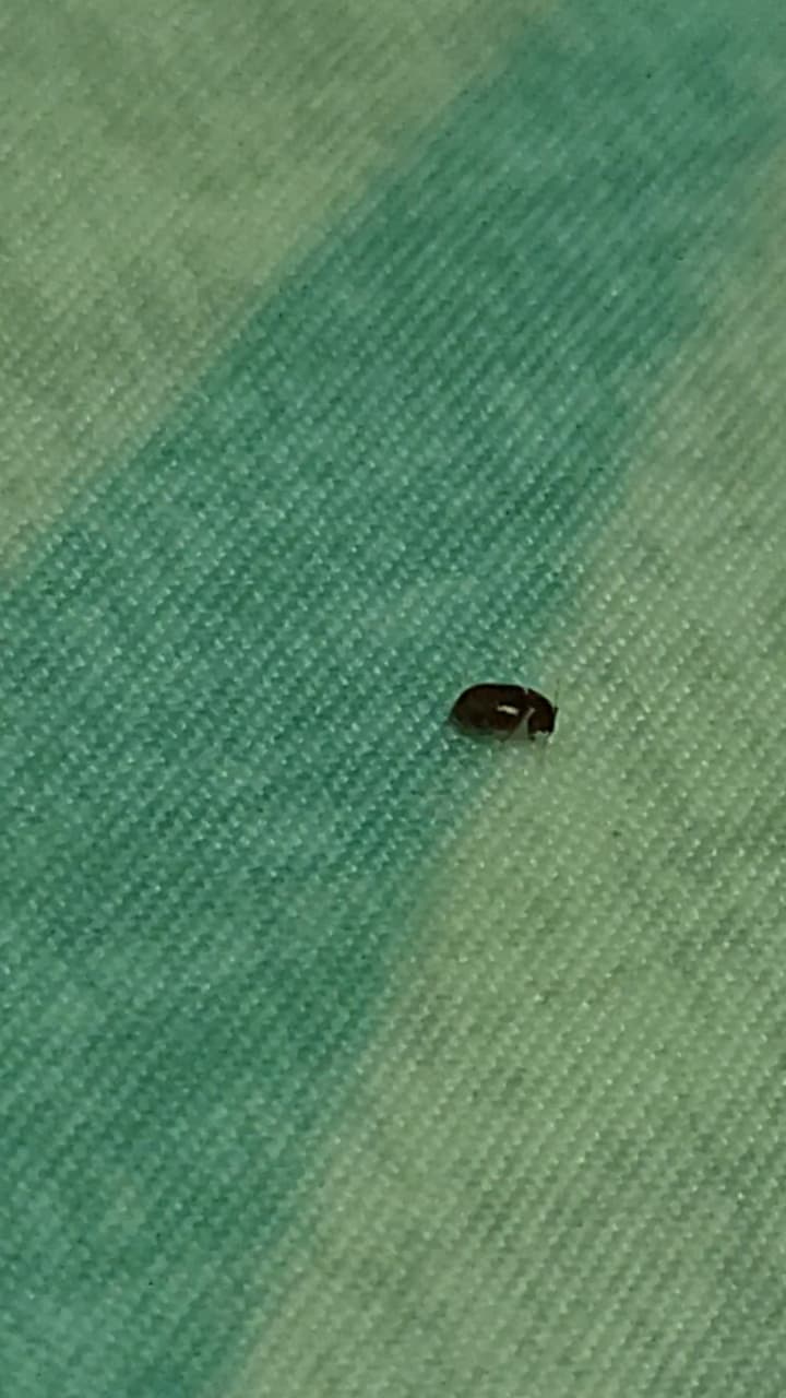 請益 這是什麼蟲 昆蟲板 Dcard