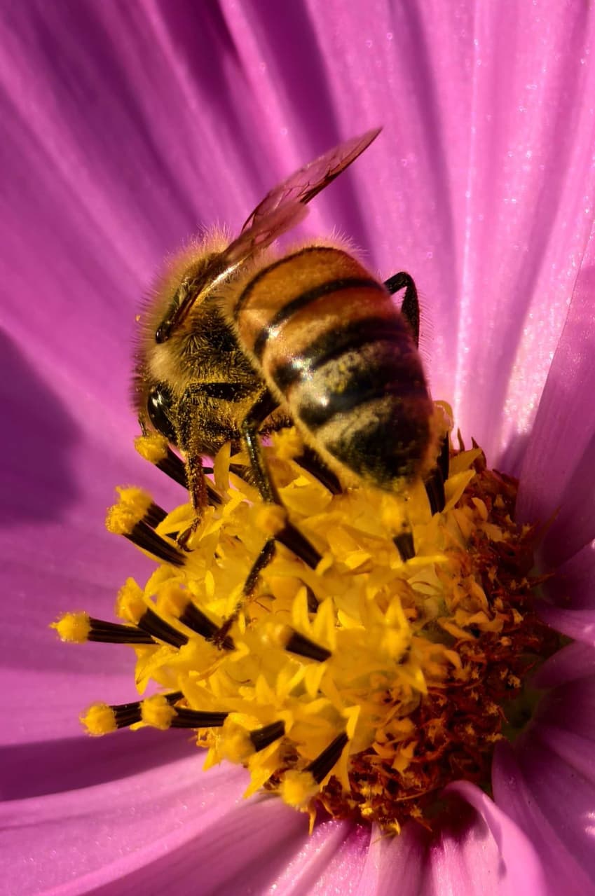 拍照超級神的手機 - 一起京東剁手手 (@f310) | Dcard