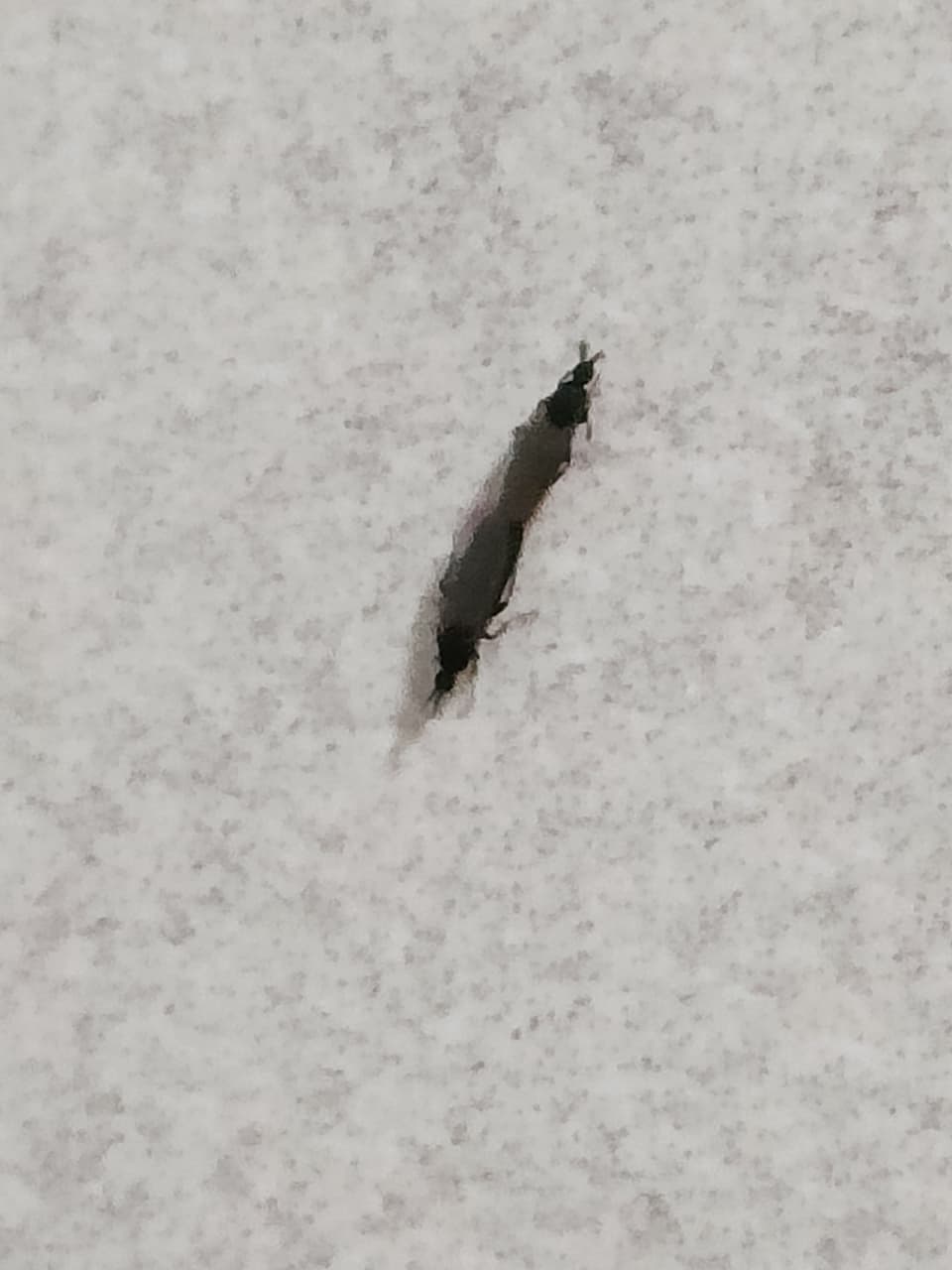鑑定 請問這是什麼蟲 昆蟲板 Dcard