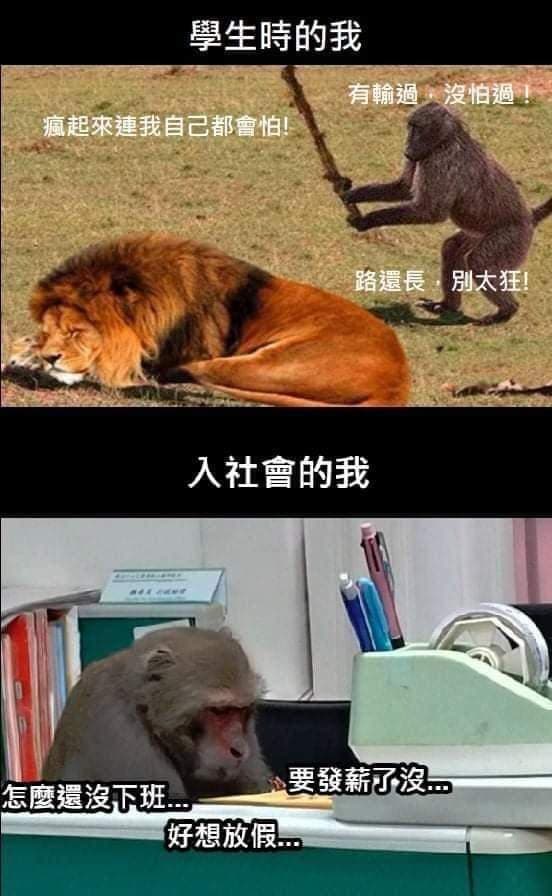 猴子進化論 - 梗圖板 | Dcard