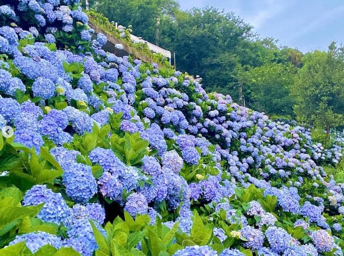 「全台最大」繡球花田秘境！夢幻花海已怒放七成 美翻萬里山頭 - SETN三立新聞網 (@setn54) | Dcard