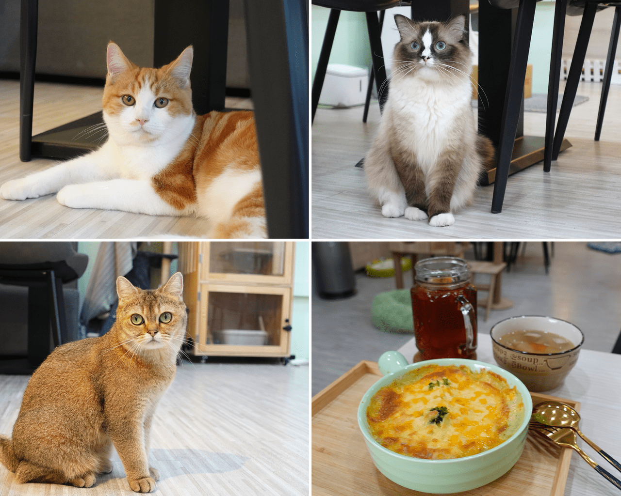 八間桃園貓咪咖啡廳與餐廳分享：喵宅、喵日子、meow底加啦、6貓喫茶、FUWA FUWA SPACE、擼貓 療癒中途吸貓館、宅 • 貓舍、貳巷貓弄 - 寵物板 | Dcard