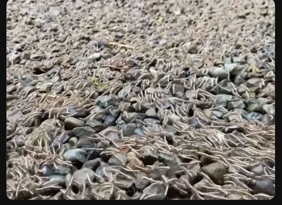 上萬條馬陸大遷徙，大地震前兆？ - 路上觀察學家🔍 (@coraz) | Dcard