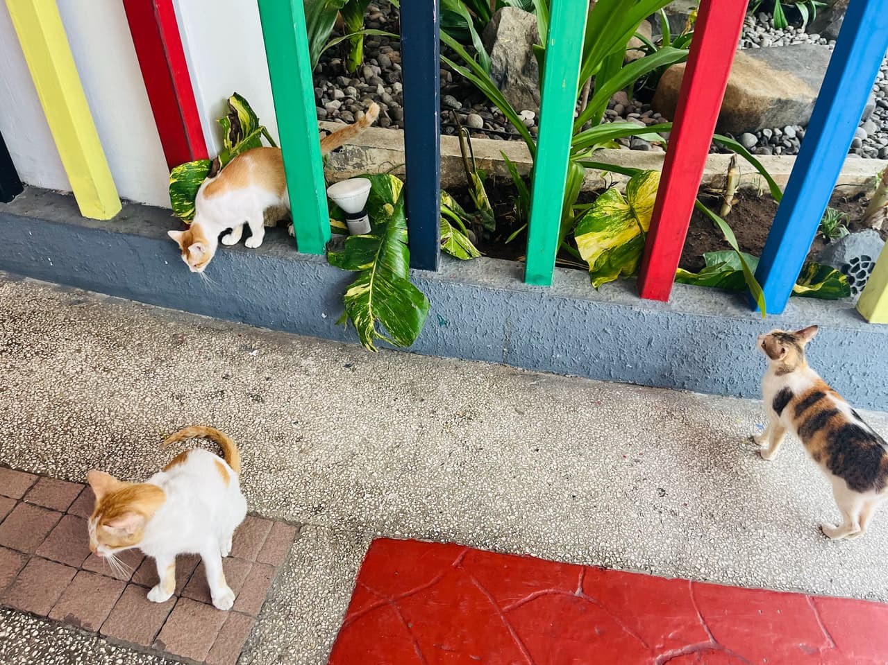 菲律賓出差雜談 - 布丁貓 (@putingcat) | Dcard