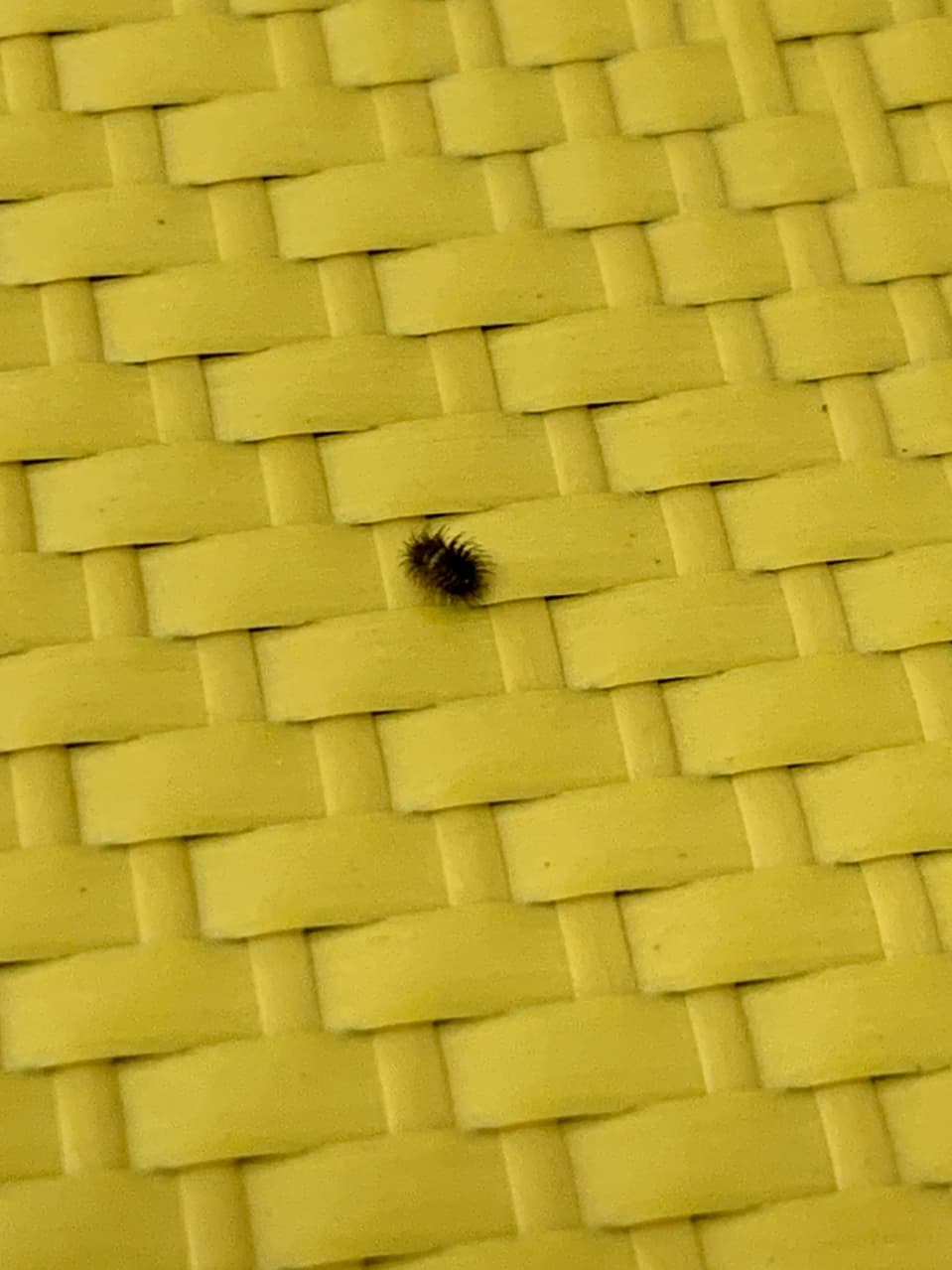 請益 請益 這是什麼蟲 昆蟲板 Dcard
