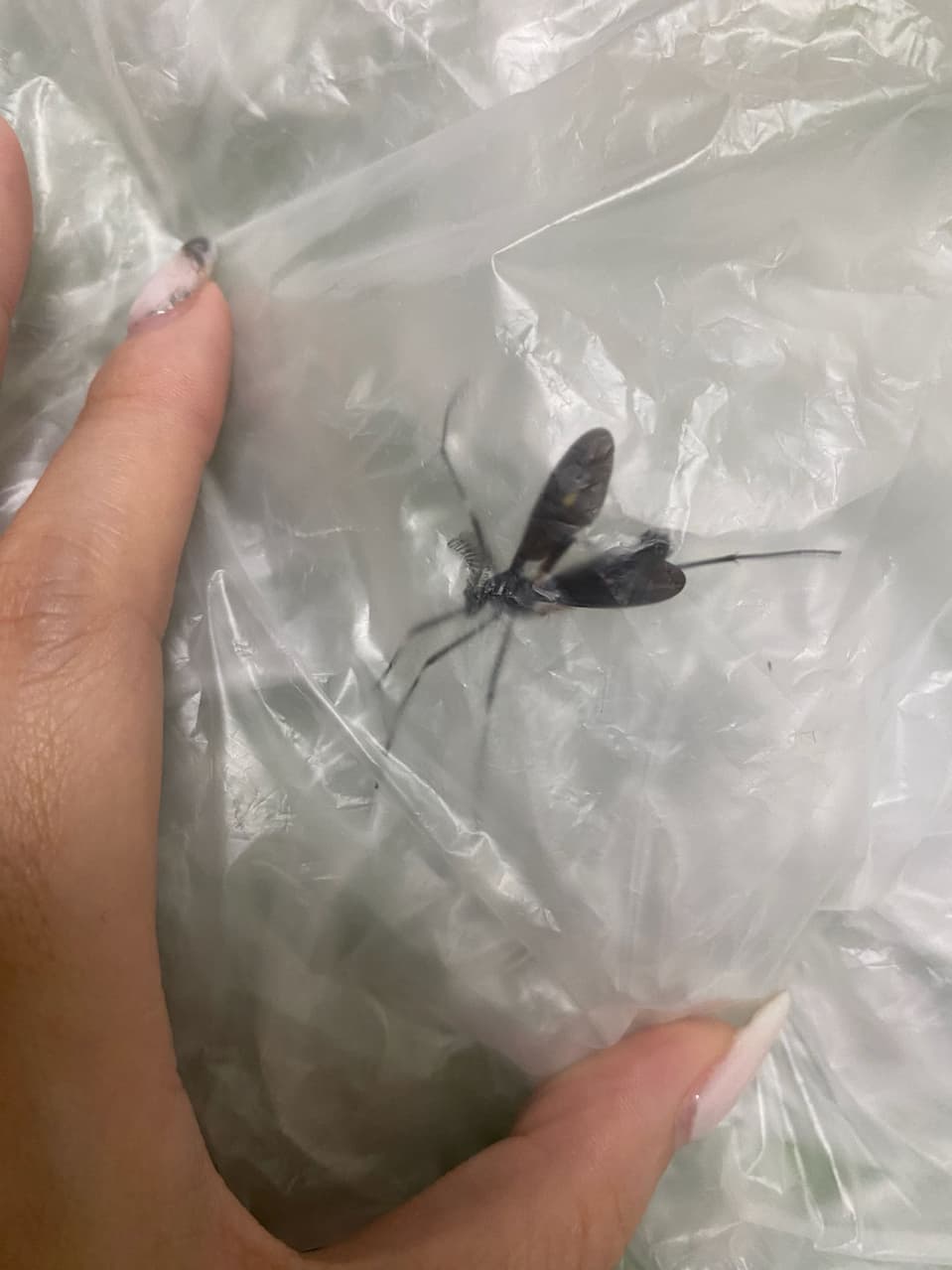 鑑定 請益 請問這是什麼昆蟲 昆蟲板 Dcard