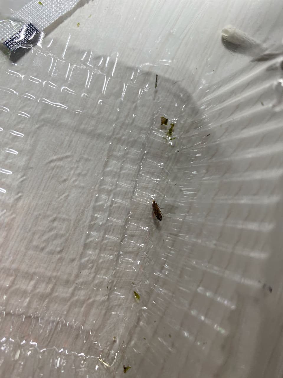 發問 我不知道這是什麼蟲求解謝謝🙏 問答板 Dcard