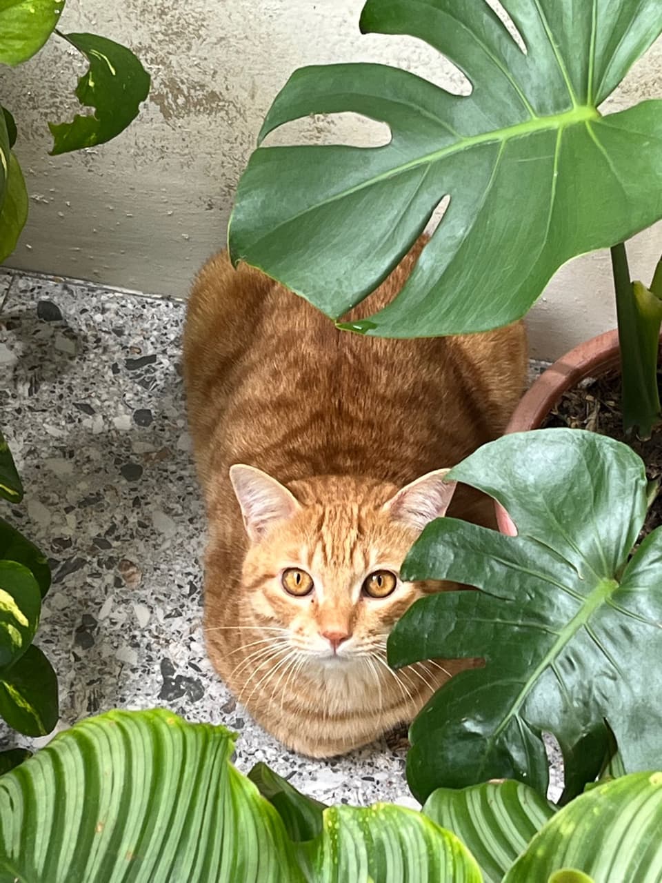 #宜蘭 ㄐㄧㄣˋ吼呷在地口袋名單 ep6 - 美食板 | Dcard