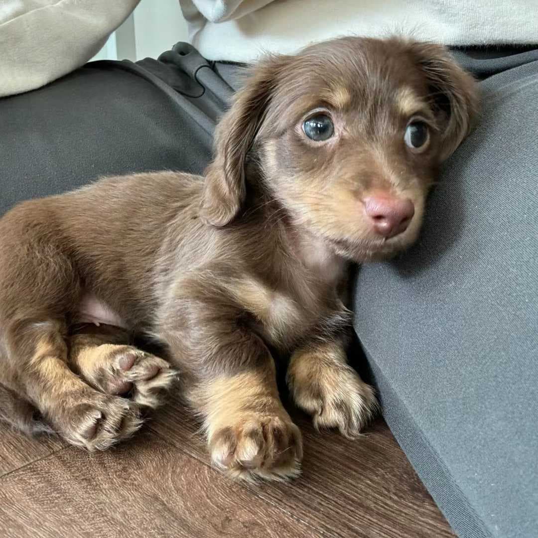 我的癖好 - MY_Pets板 | Dcard