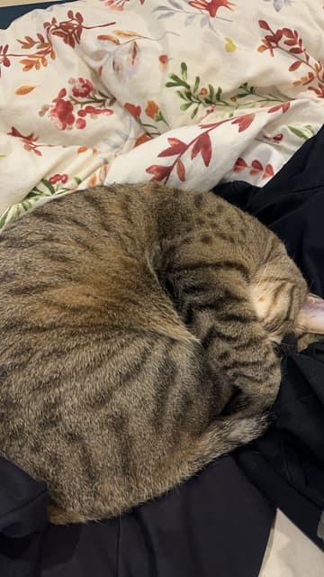 卡稱就是屁股的意思 (@jobanos) | Dcard