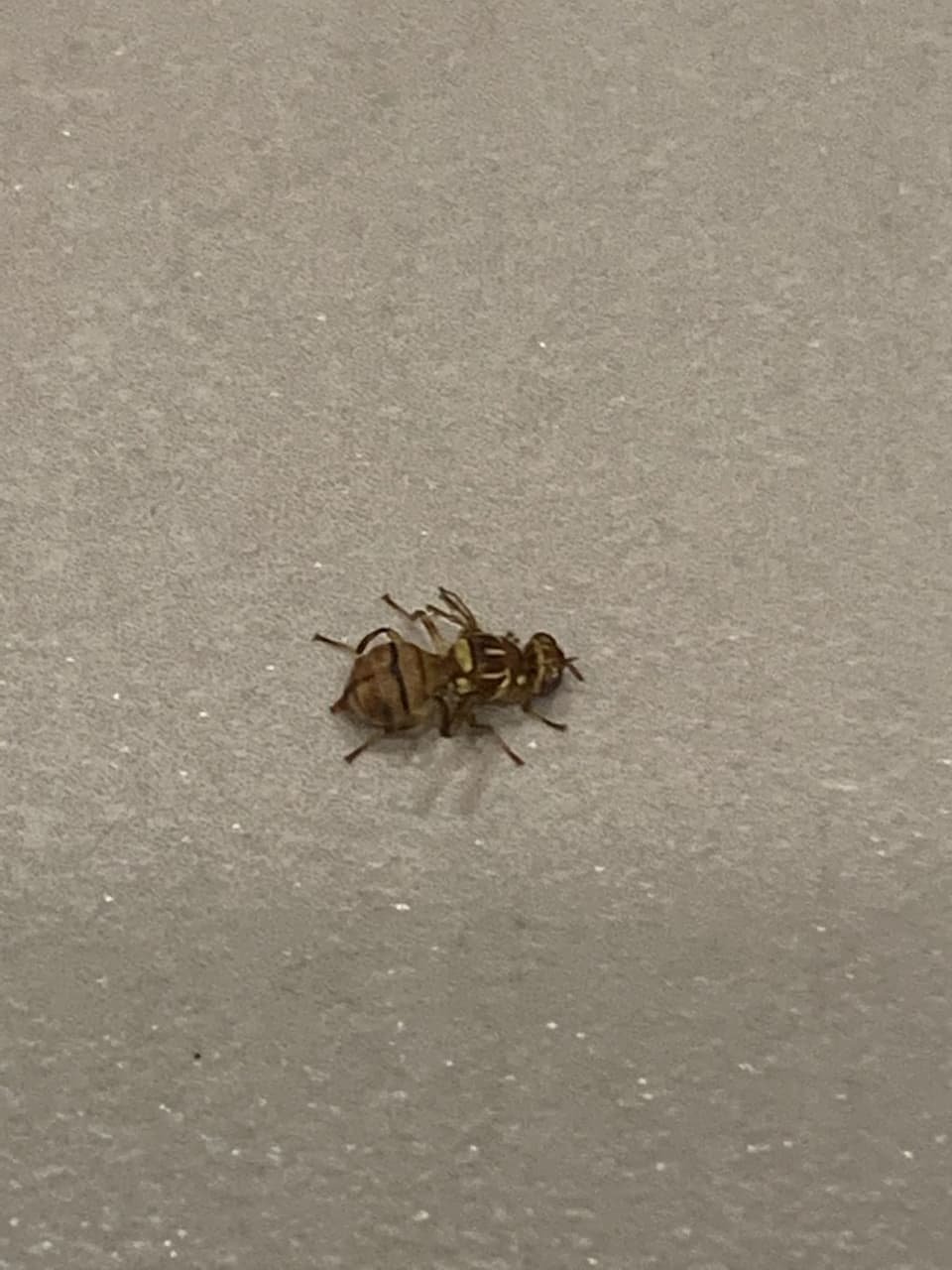 發問 請問這是什麼蟲? 問答板 Dcard