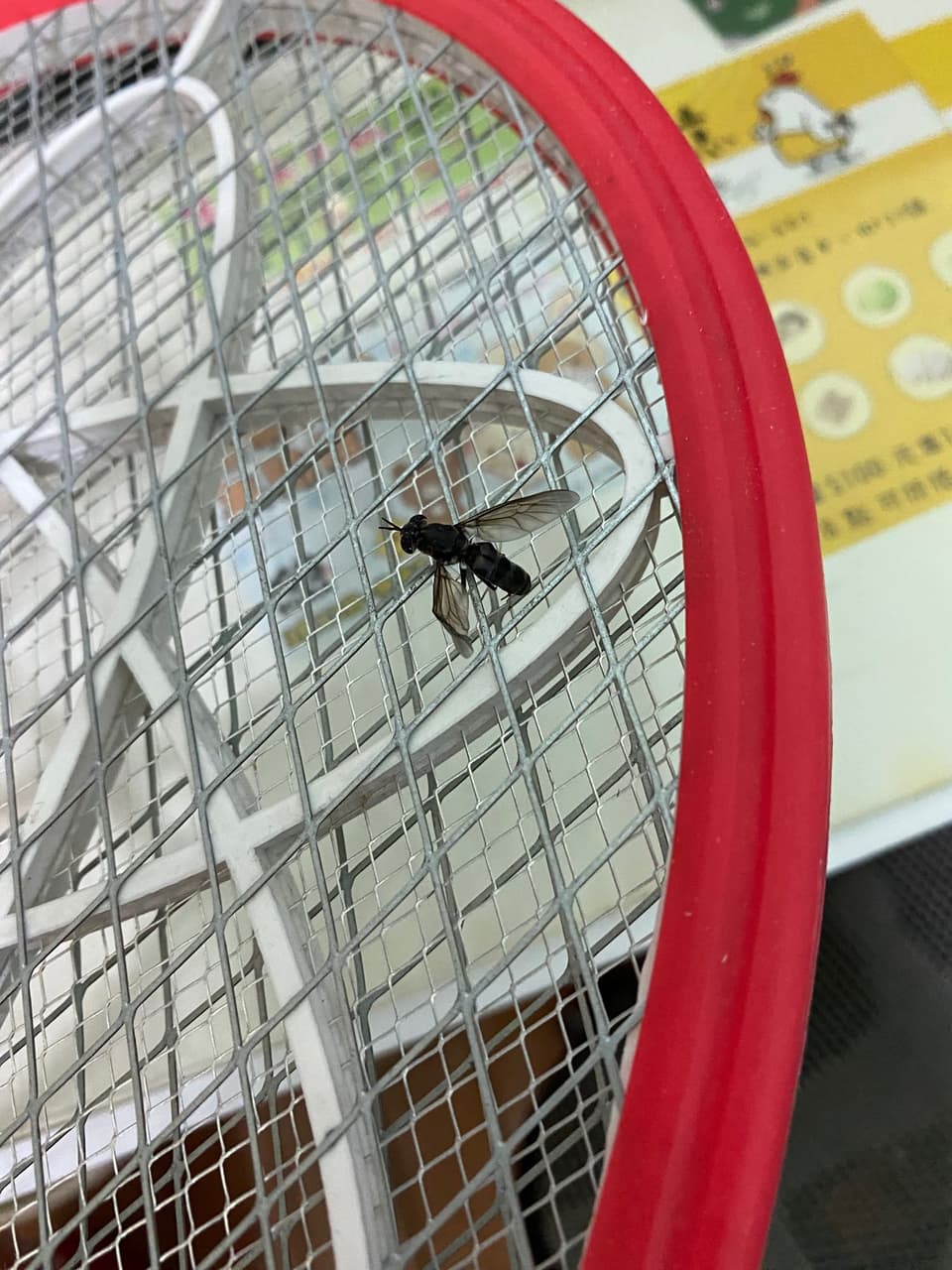 鑑定 鑑定 請問這是什麼蟲? 昆蟲板 Dcard