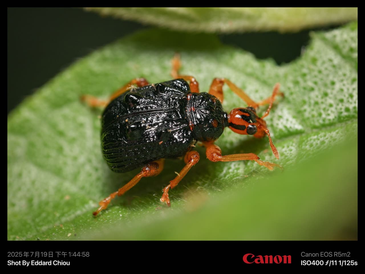 #分享 昆蟲攝影 6 - 昆蟲板 | Dcard