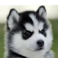 ㄚㄡ (@cuhu__yu) 的公開頁面 | Dcard