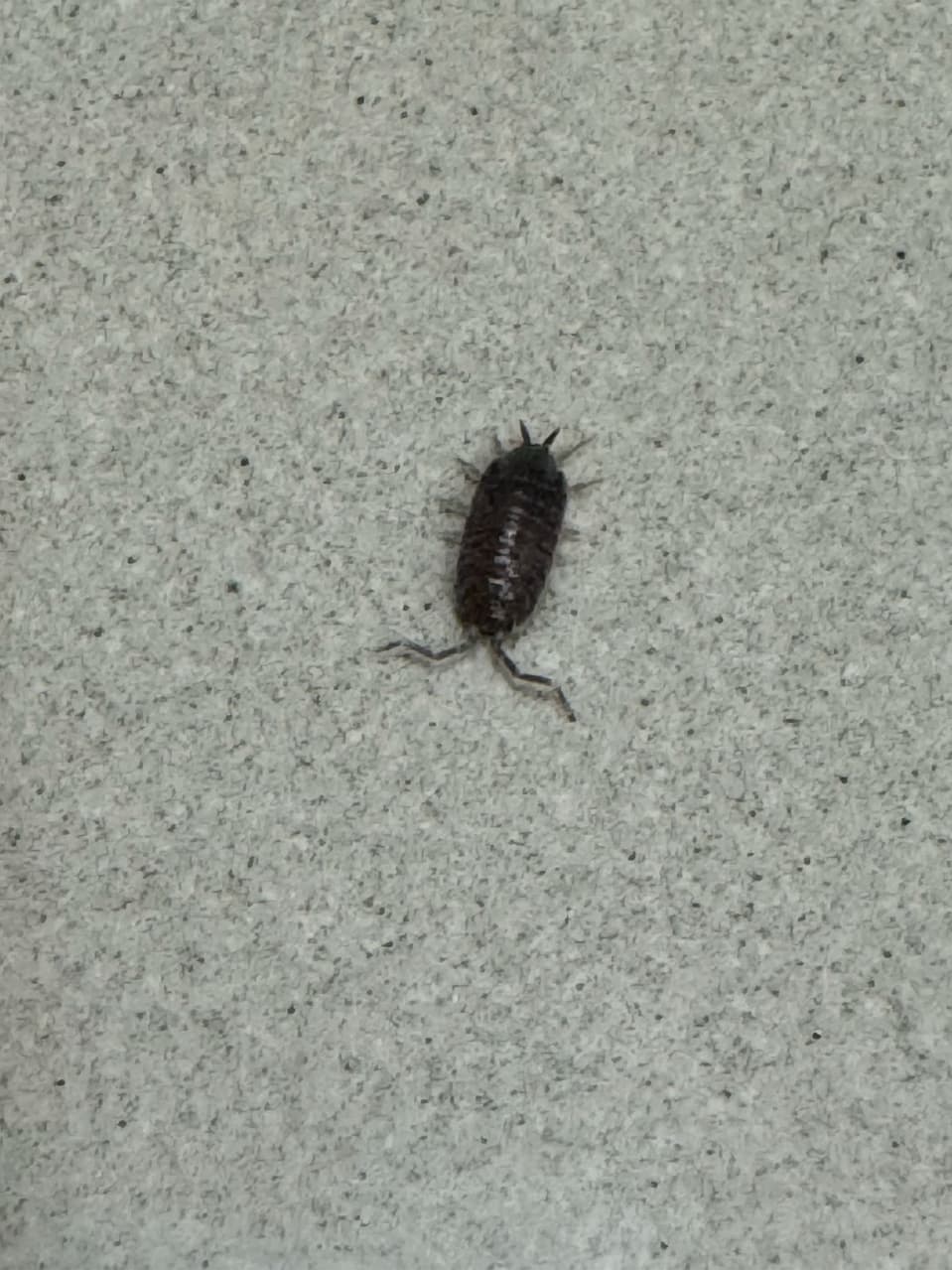 鑑定 什麼蟲🐛? 昆蟲板 Dcard