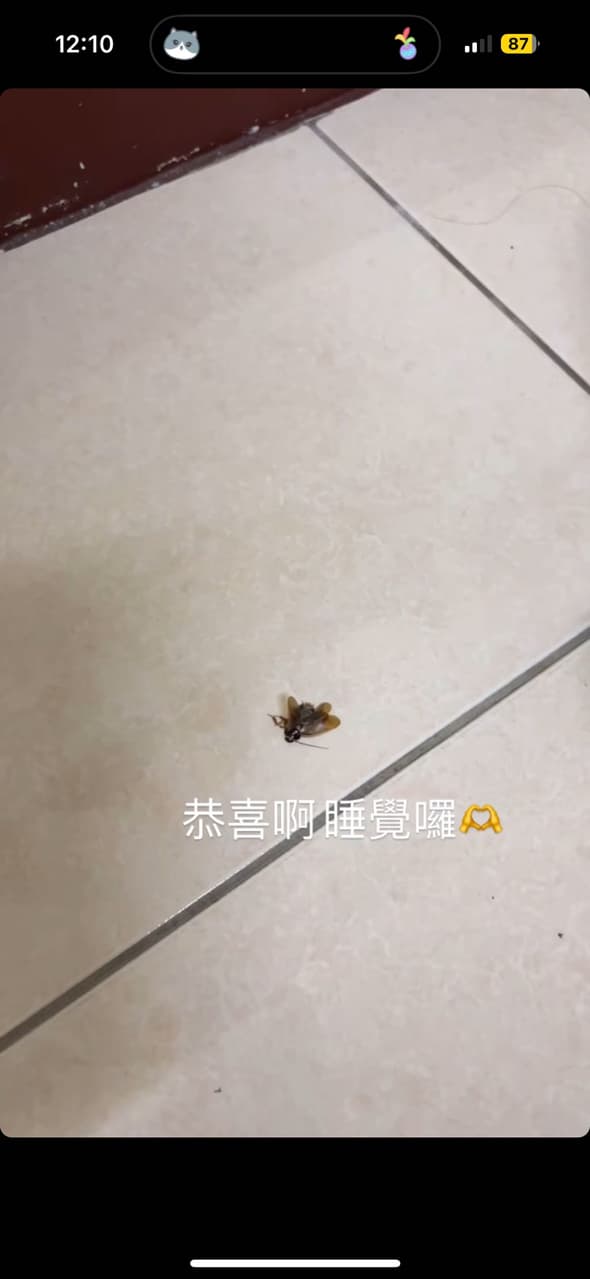 請益 什麼蟲? 昆蟲板 Dcard