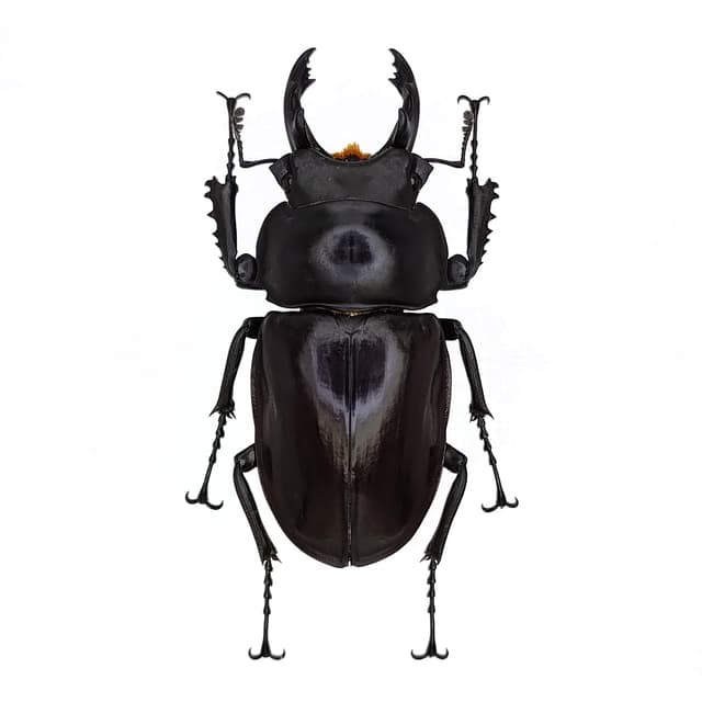 #分享 臺灣產圓翅屬(Neolucanus)概論 - 昆蟲板 | Dcard