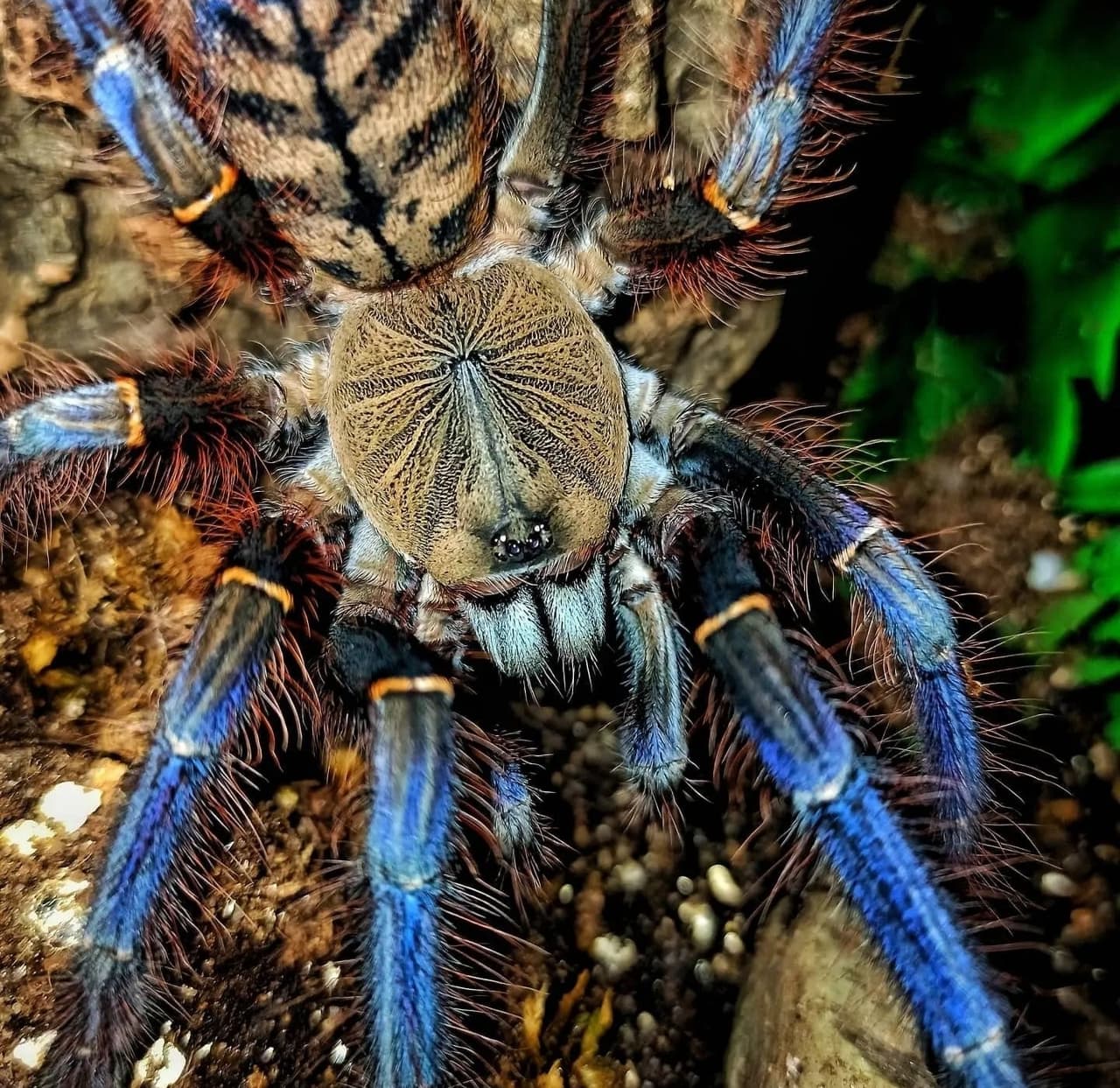 #分享 蔚藍刺客-沙巴藍樹老虎（Phormingochilus sp. Sabah Blue）已放置防雷圖 - 昆蟲板 | Dcard