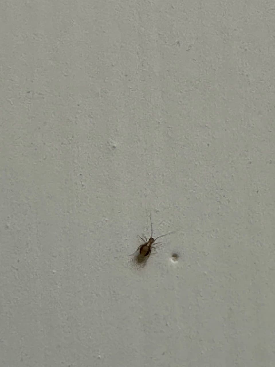 請益 請問這是什麼蟲子? 昆蟲板 Dcard