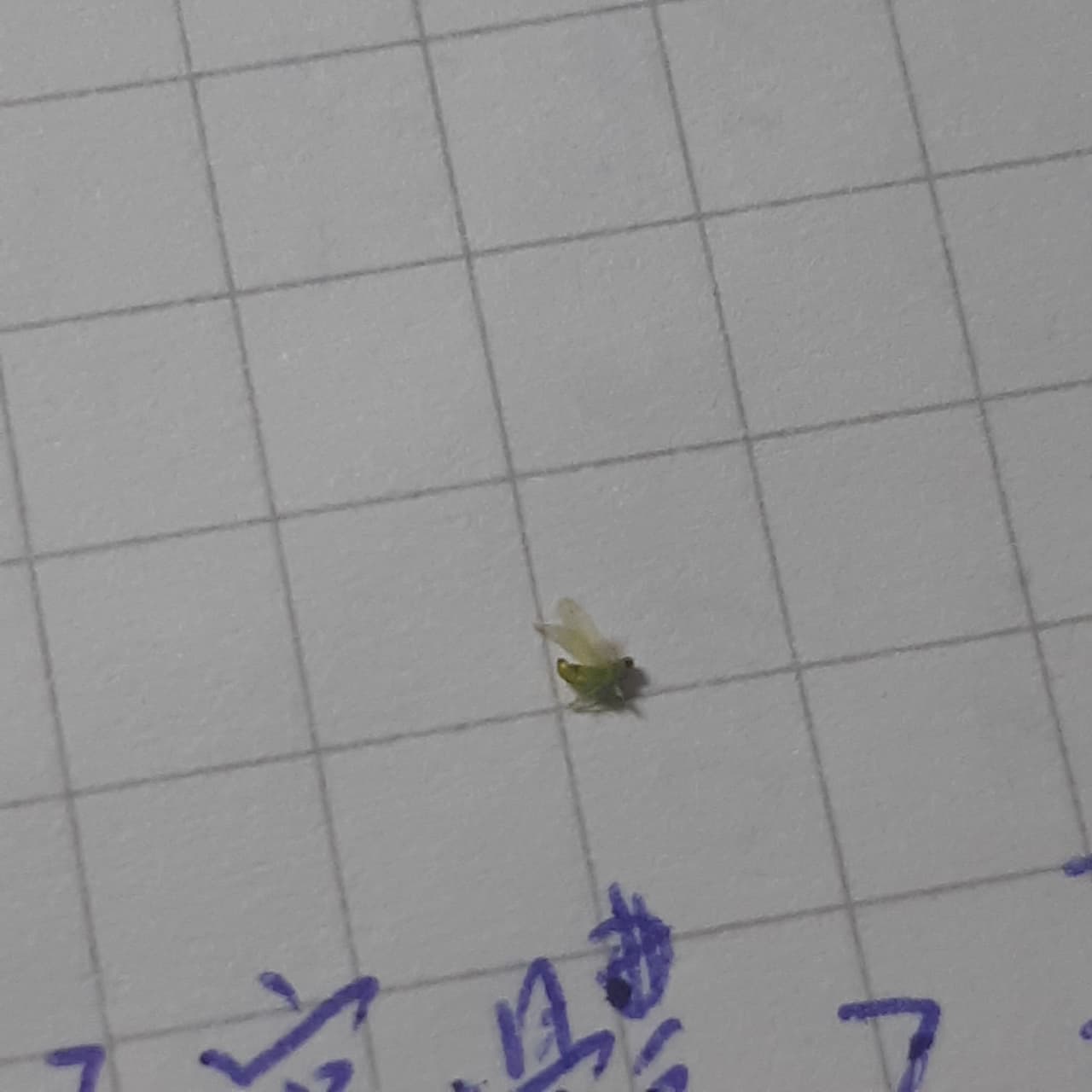 求解~有人知道這是什麼蟲嗎? 居家生活板 Dcard