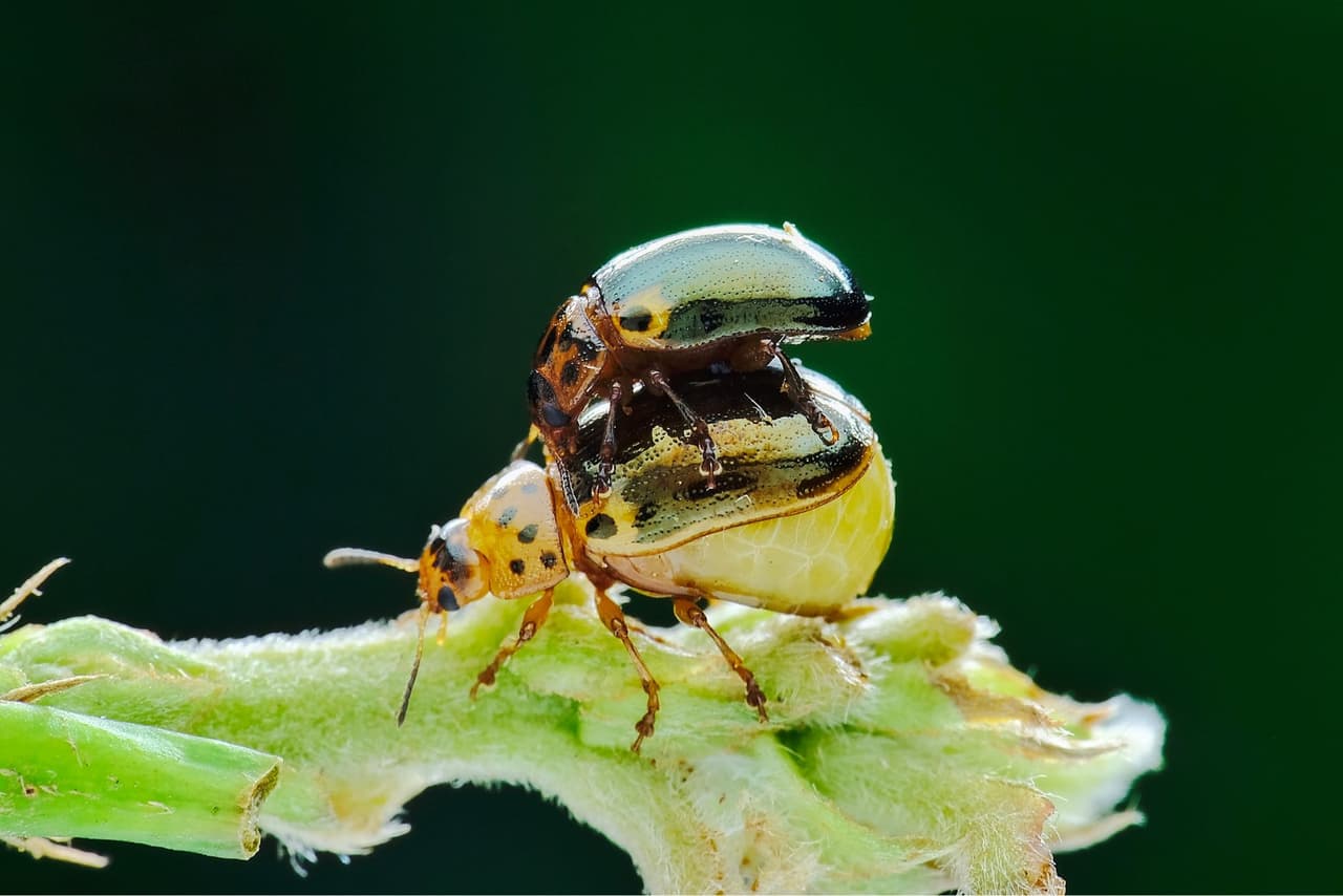 #分享 難得一見的昆蟲 - 昆蟲板 | Dcard