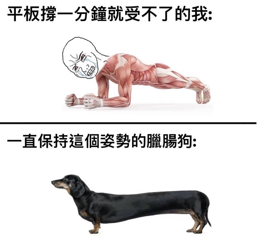 dooooooog - 梗圖板 | Dcard