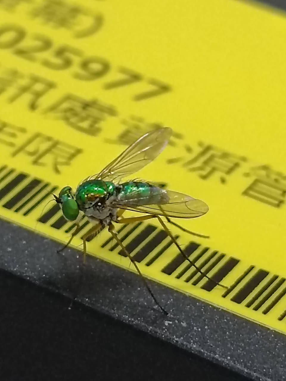 鑑定 請益 這是什麼昆蟲 昆蟲板 Dcard