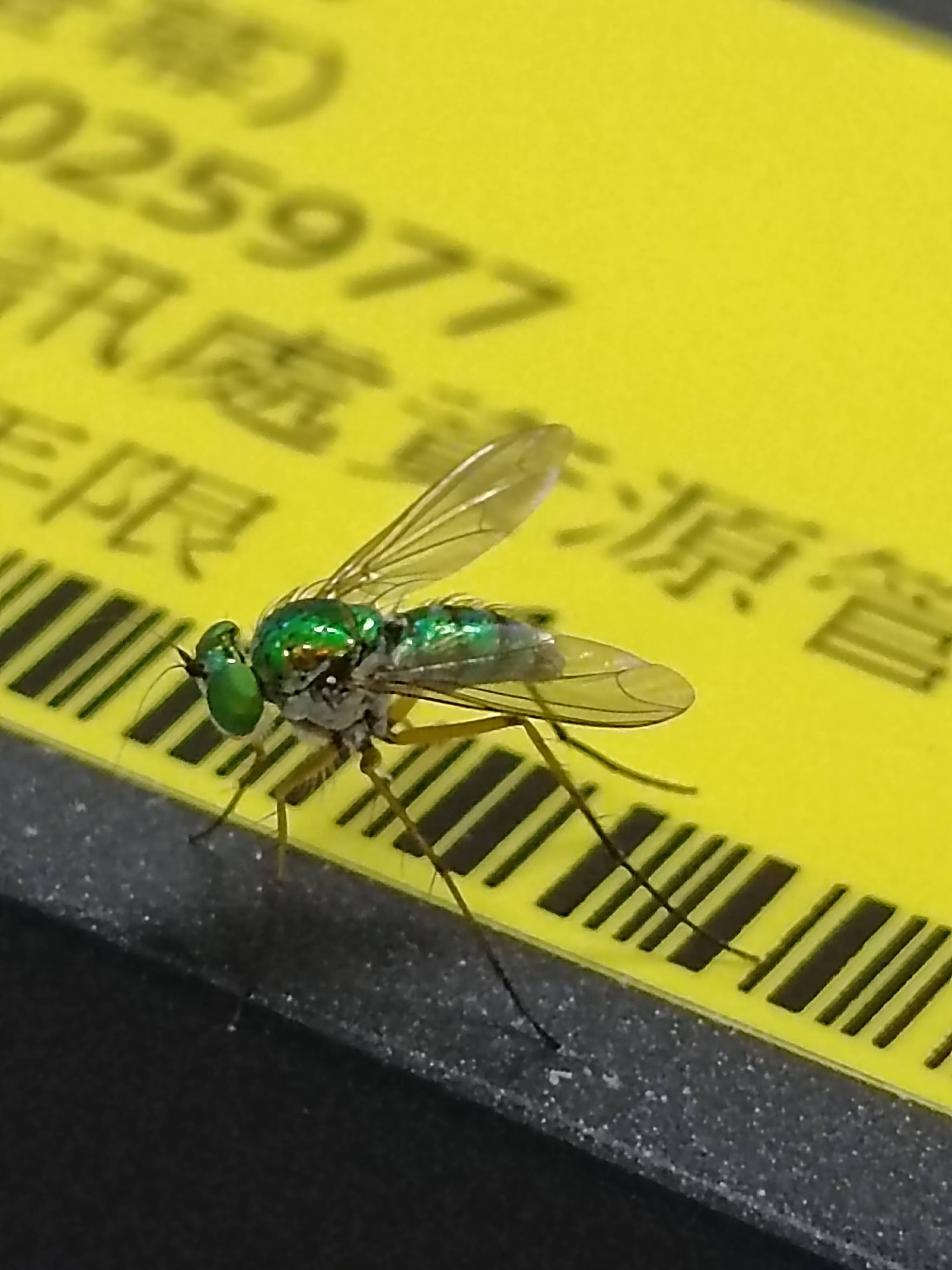 鑑定 請益 這是什麼昆蟲 昆蟲板 Dcard