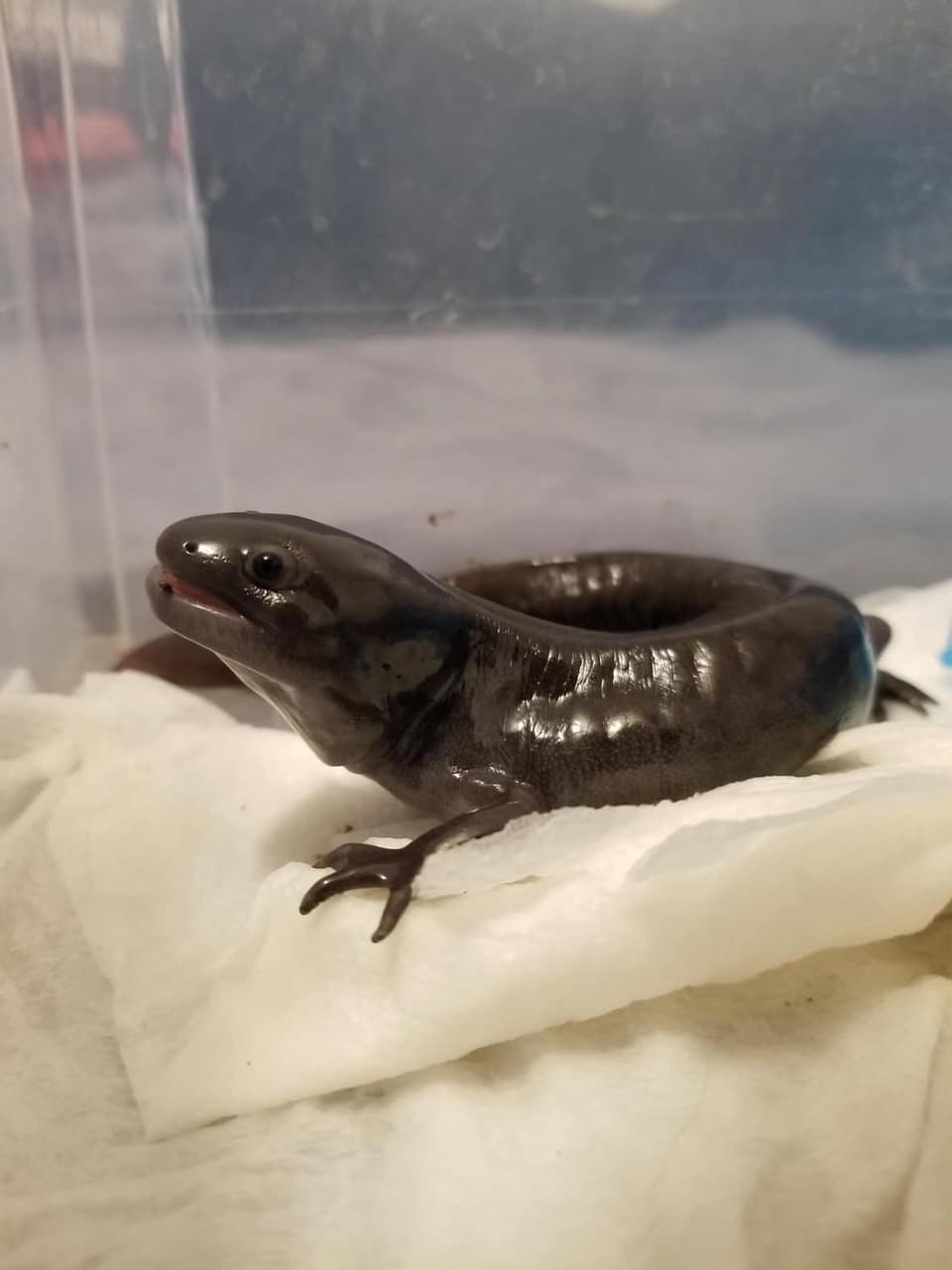 WTF 六角恐龙还会进化 - MY_Pets板 | Dcard