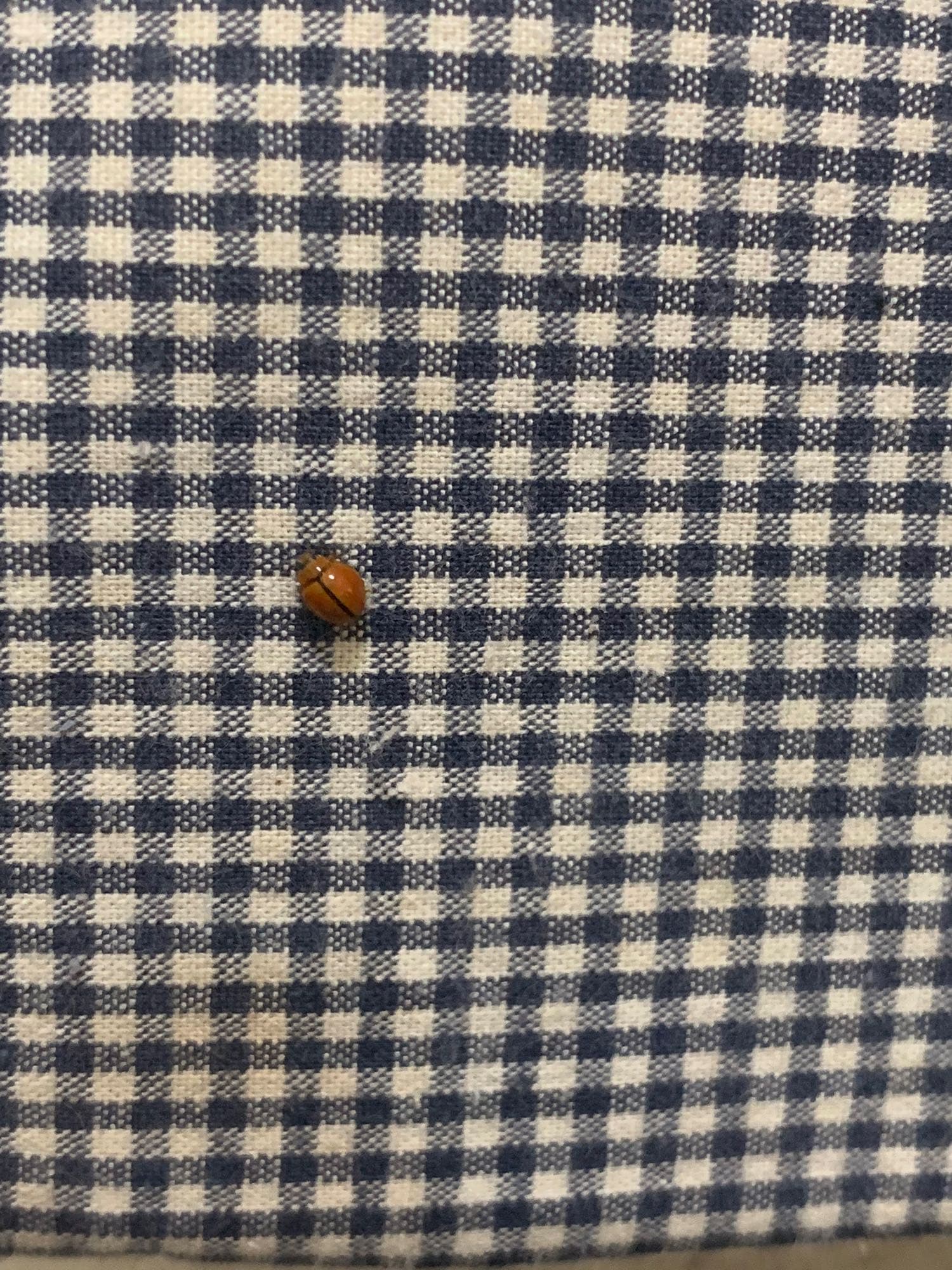 請益 請益 請問這隻是瓢蟲嗎？ 昆蟲板 Dcard