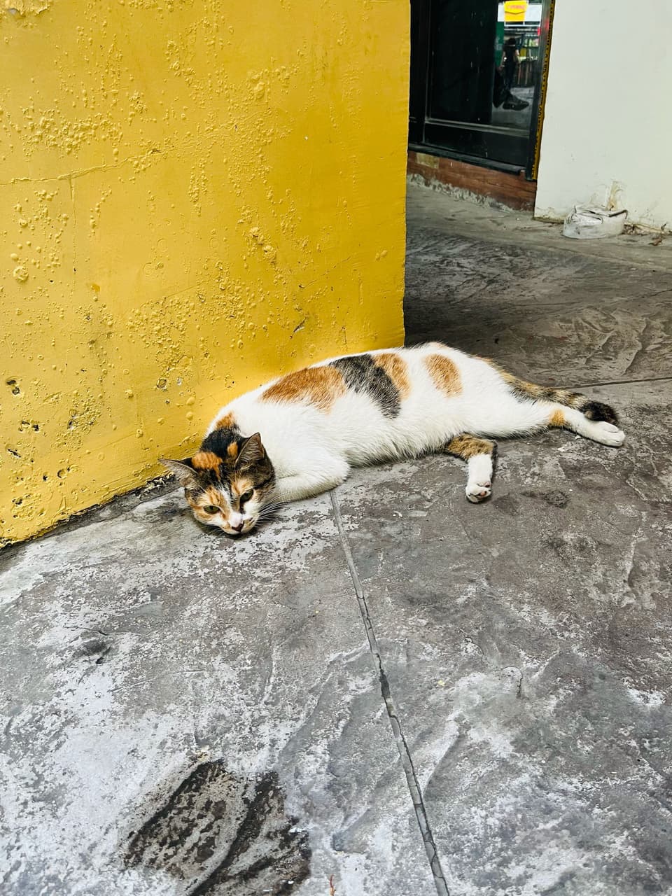 菲律賓出差雜談 - 布丁貓 (@putingcat) | Dcard