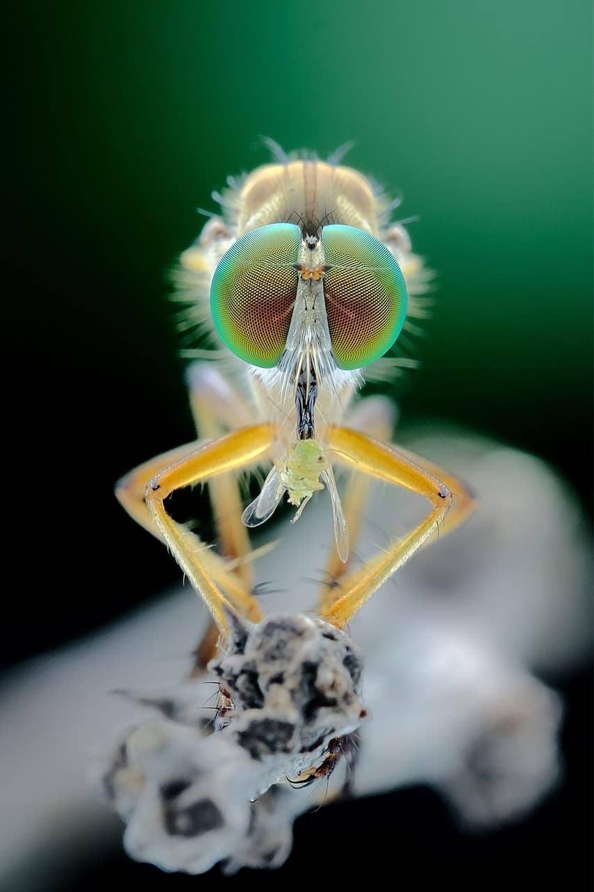 #作品 拍攝食蟲虻的複眼 - 攝影板 | Dcard
