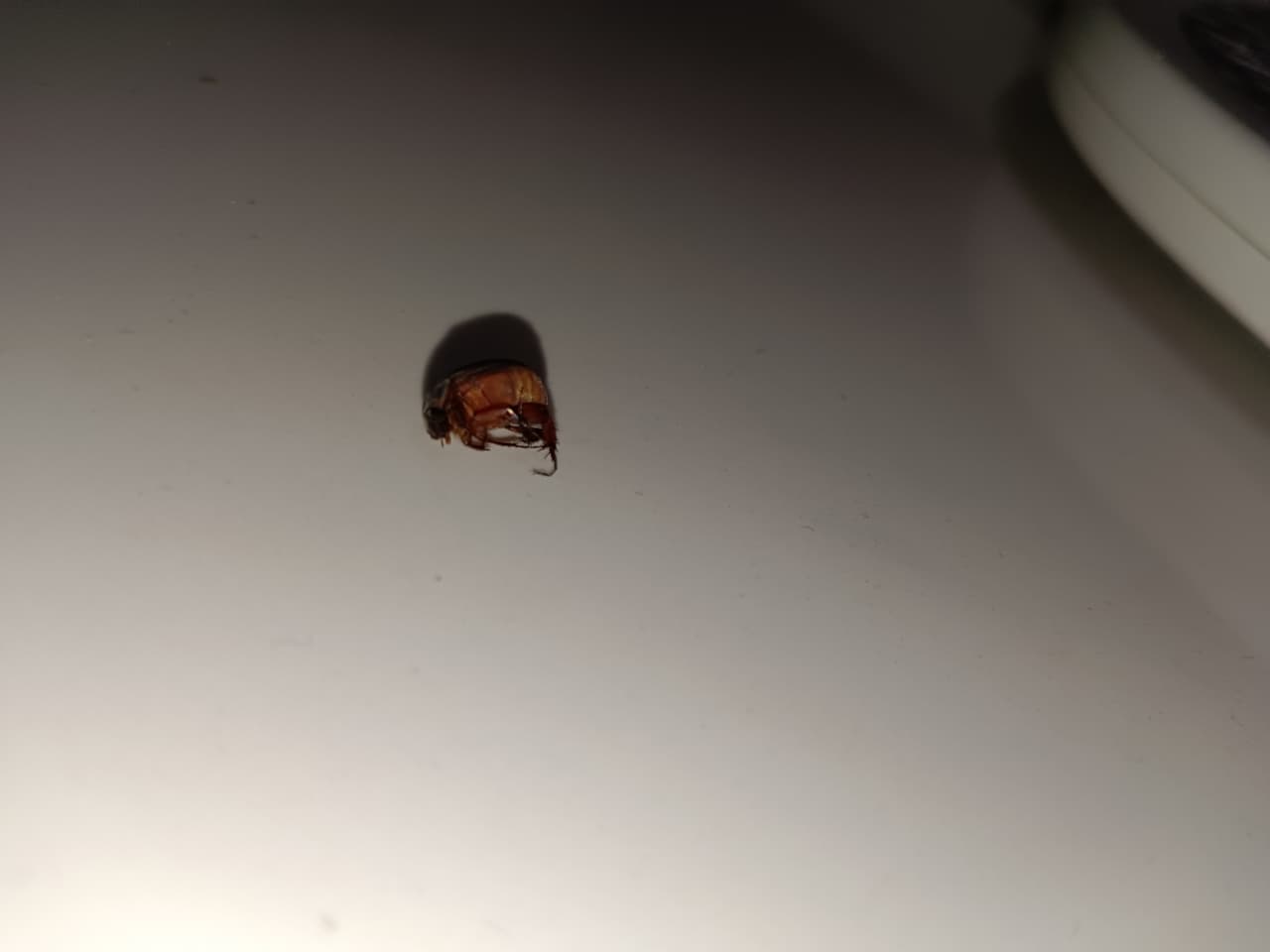 鑑定 有點像蟑螂又不太像 昆蟲板 Dcard