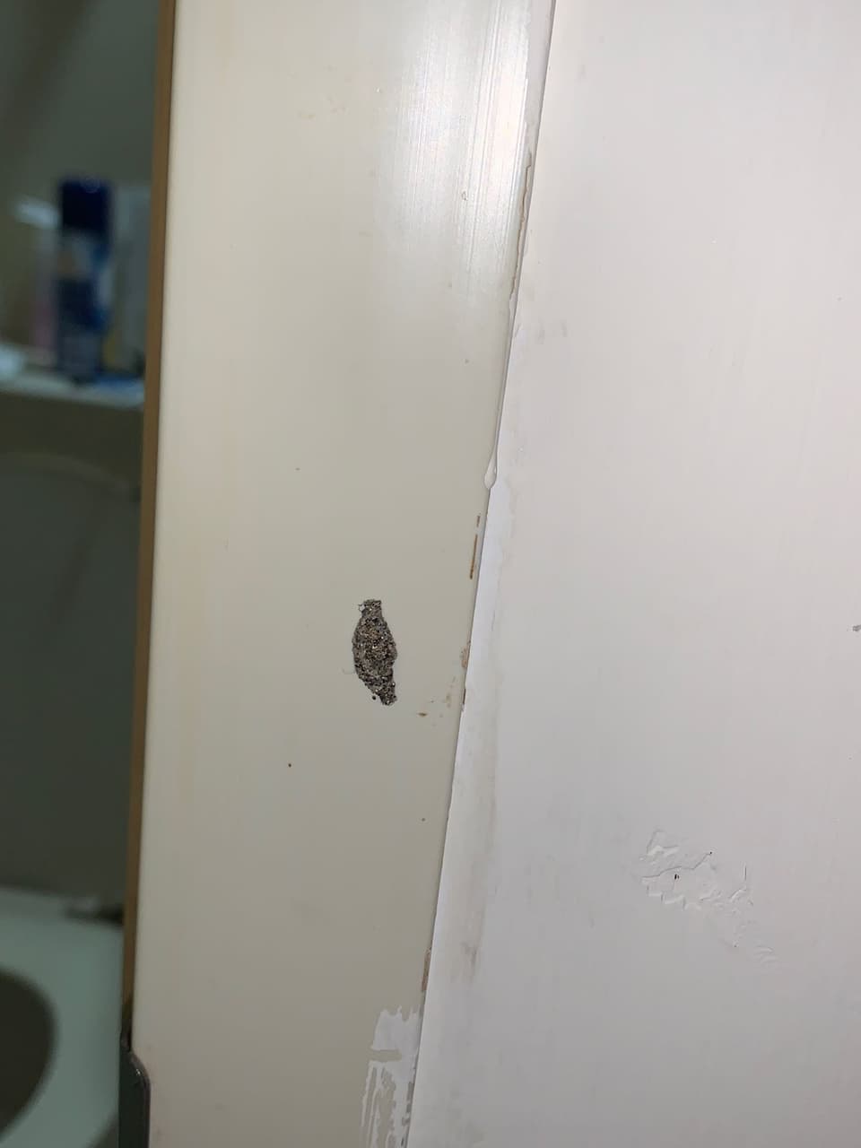 請益 請問這是什麼蟲 昆蟲板 Dcard
