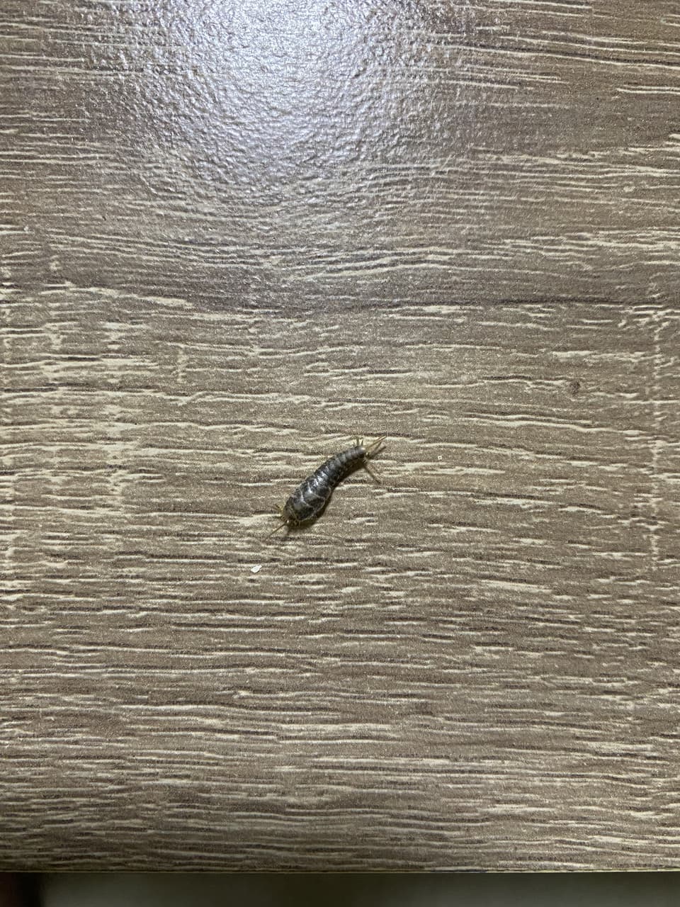 鑑定 發現沒遇過的蟲蟲有人知道嗎🧐🧐 昆蟲板 Dcard