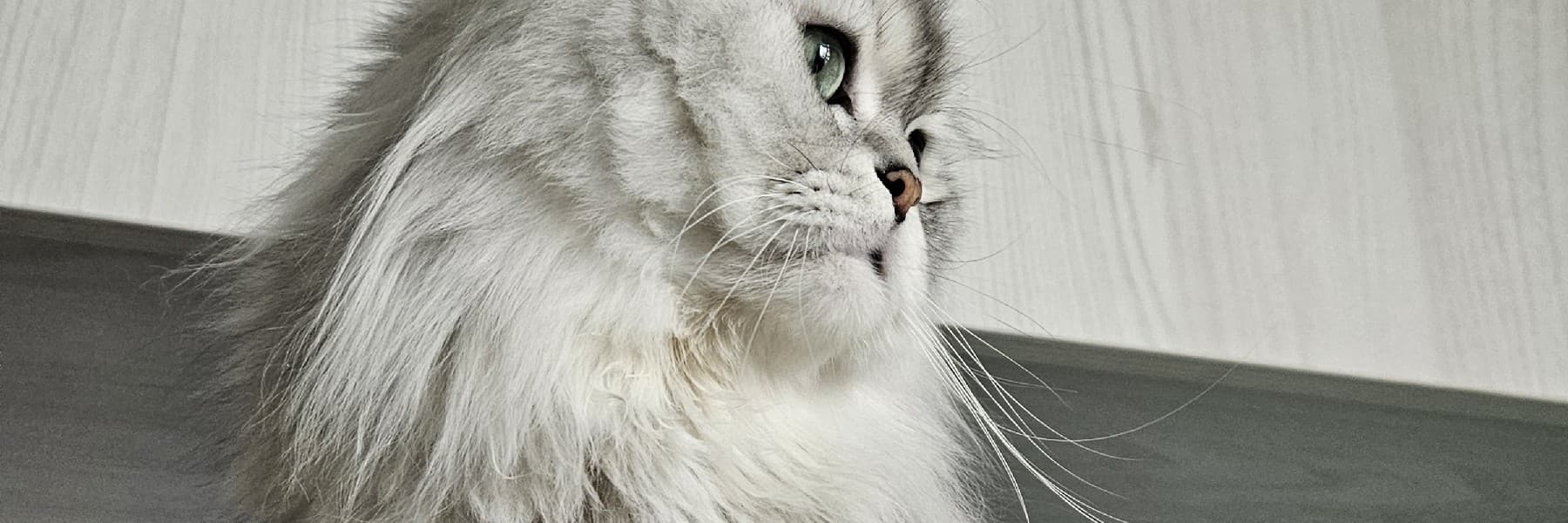 早安你好 (@aaa21) | Dcard