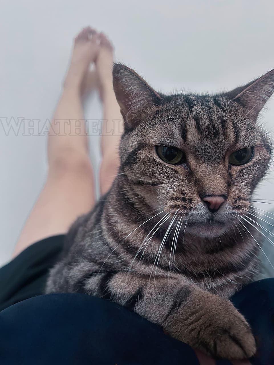 🐈🦵🏻🦶🏻 - 175 (@whathell__) | Dcard