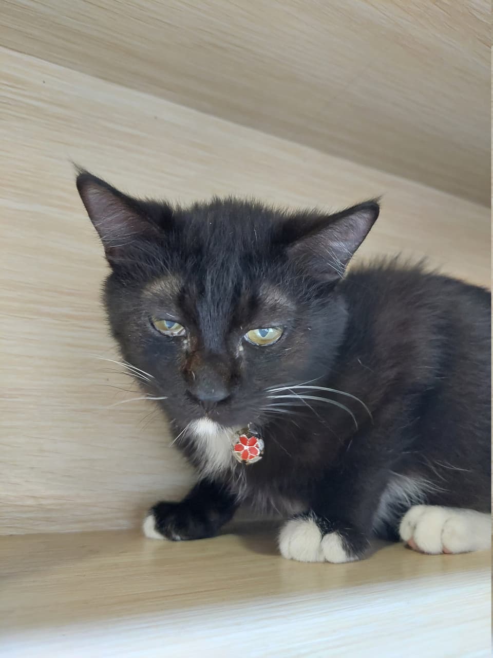 貓貓日常 - 本丸 (@r.x_0202) | Dcard