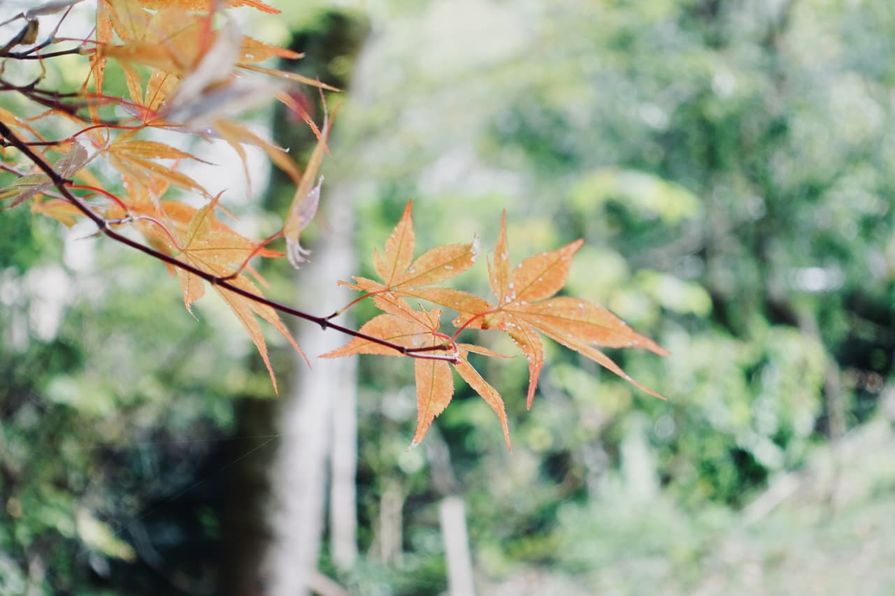 #行程分享 京都家族旅行 7日遊（Day 3) - 一花 (@goon.trip) | Dcard