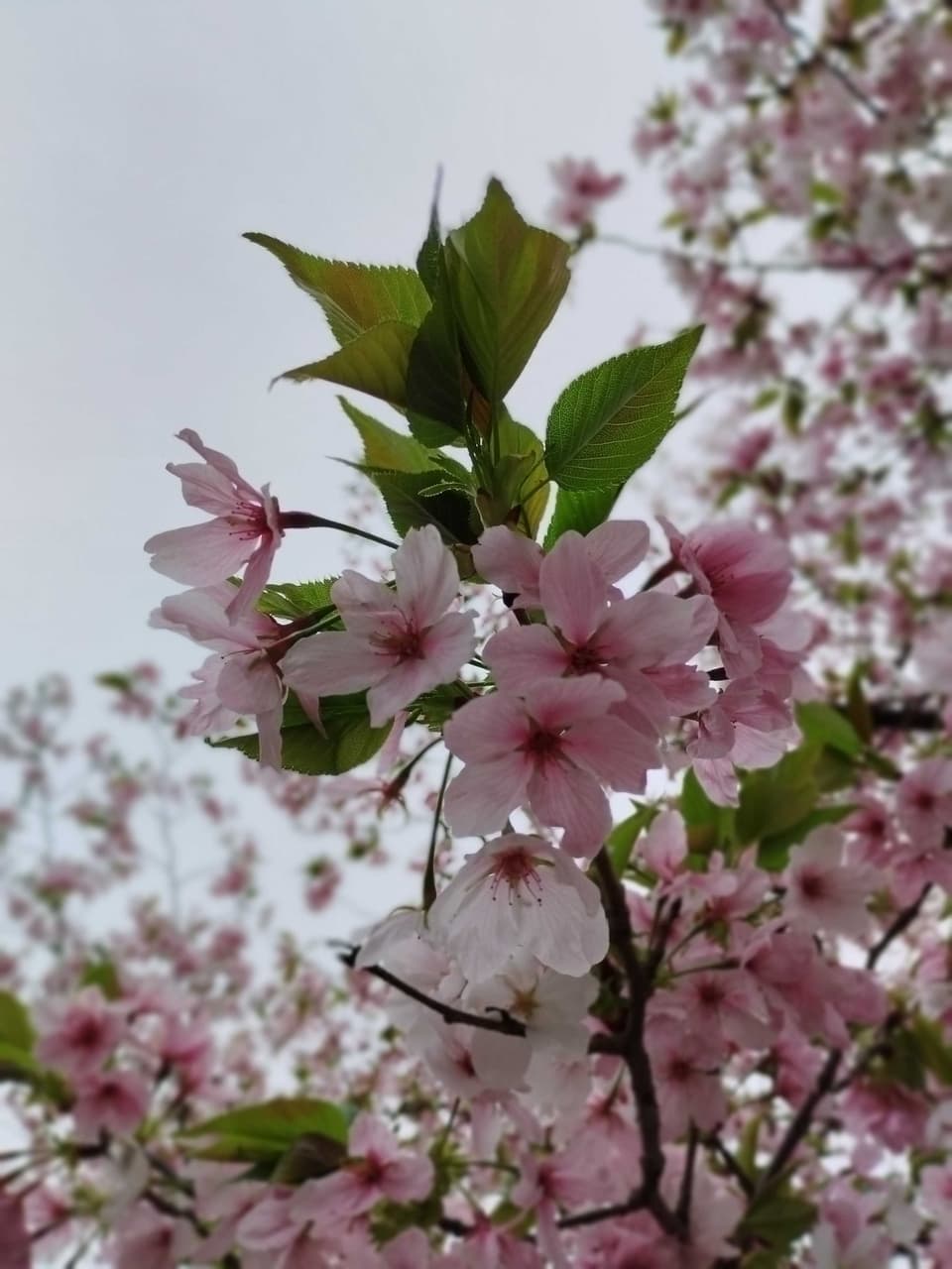 京都櫻花現況 20250412 - 日本旅遊板 | Dcard