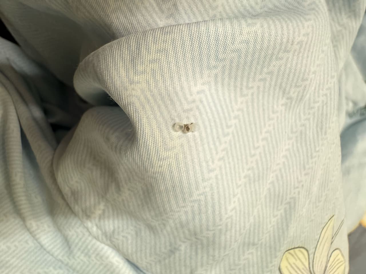 鑑定 想問這是什麼蟲的卵嗎? 昆蟲板 Dcard