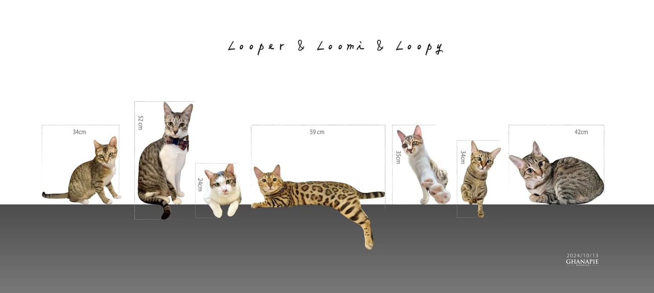 #分享 婚禮分享 #婚禮廠商推薦 #婚禮花藝 #婚禮攝影 #婚禮寵物立牌 #婚顧推薦 #喜餅推薦 #新秘推薦 #自然派新秘推薦 #餐廳包棟婚禮 ...