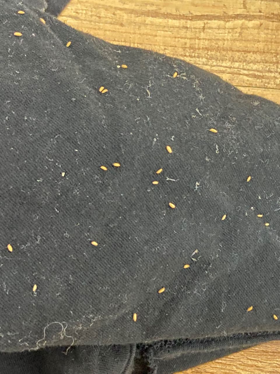 鑑定 請益 這是什麼蟲的卵 昆蟲板 Dcard
