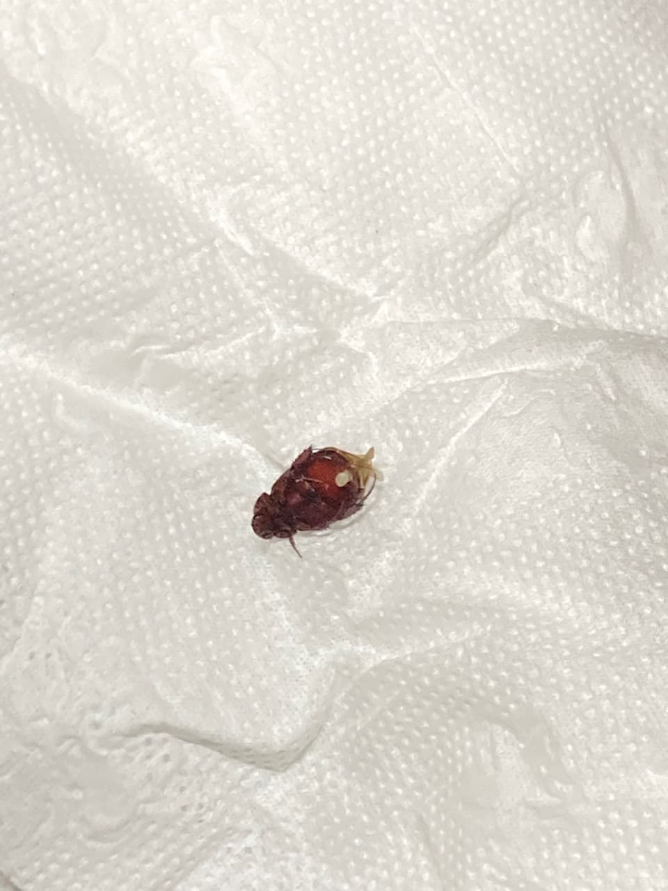 鑑定 這是什麼奇怪的蟲蟲 昆蟲板 Dcard