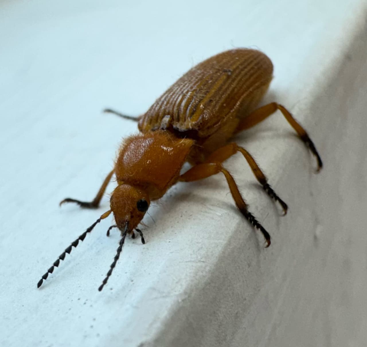 #鑑定 這是叩頭蟲嗎？ - 昆蟲板 | Dcard