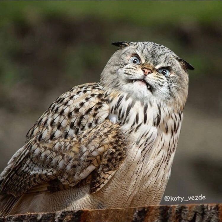 貓頭 鷹 - 那個🦁️ (@raaaaar) | Dcard