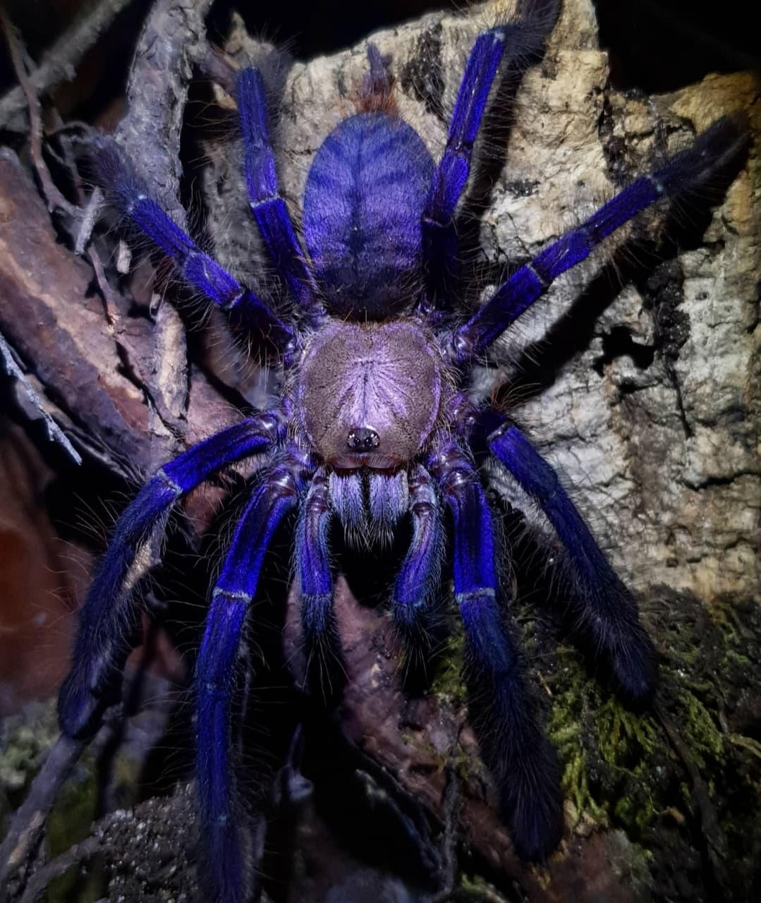 #分享 傲藍貴族-新加坡藍（Omothymus violaceopes）已放置防雷圖 - 昆蟲板 | Dcard