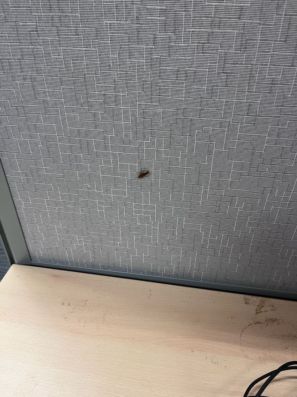 鑑定 這是蟑螂嗎? 昆蟲板 Dcard